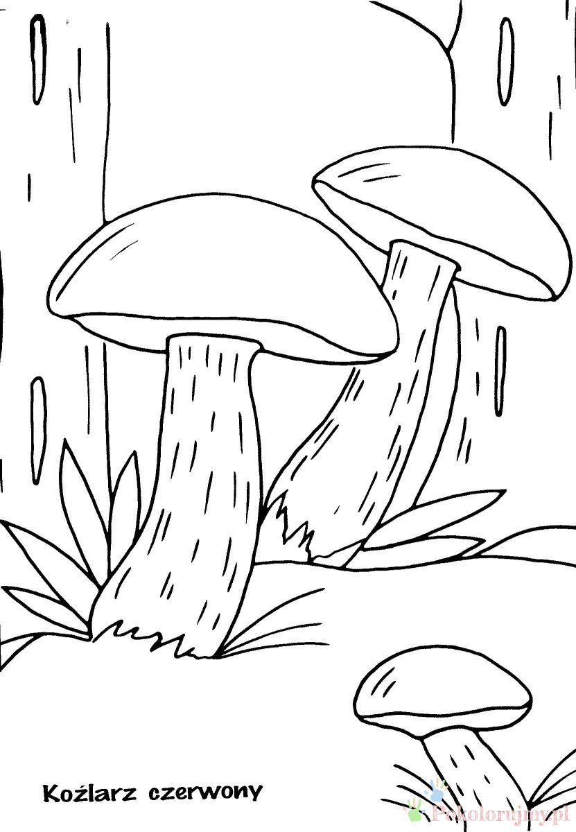 Grzybobranie, grzyby - Kolorowanki dla dzieci - Kolorowanki do wydrukowania