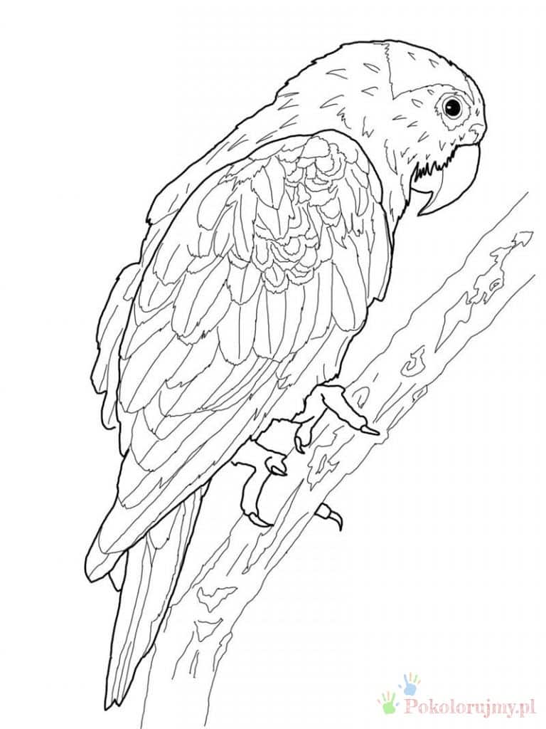 Papuga – Kolorowanki dla dzieci - Kolorowanki do wydrukowania