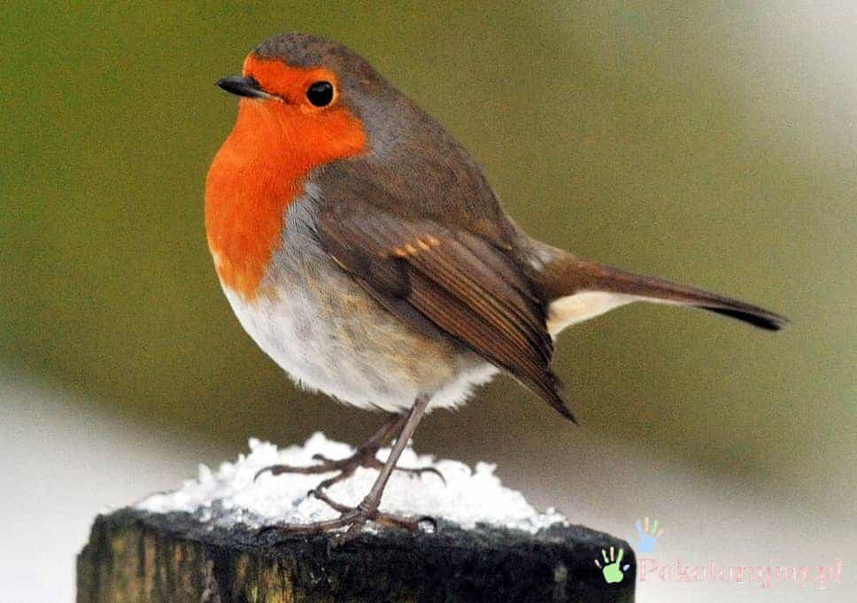 Rudzik – Kolorowanki dla dzieci - Kolorowanki do wydrukowania