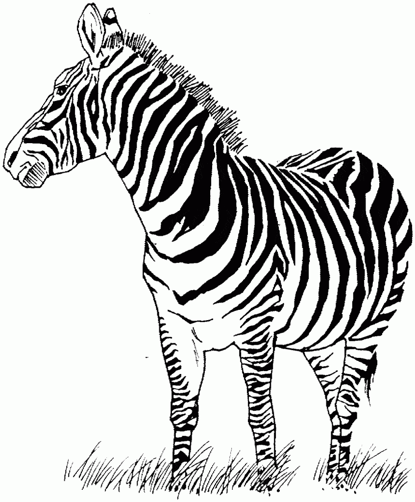 Zebra – Kolorowanki dla dzieci - Kolorowanki do wydrukowania